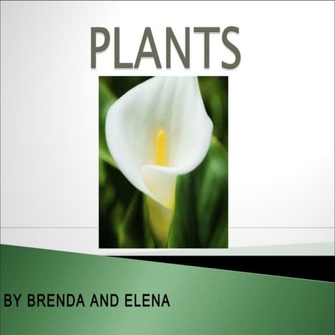 The stages of a flowering plant life cycle | PPT