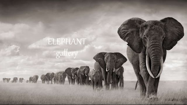 adaptation of elephant | PPT