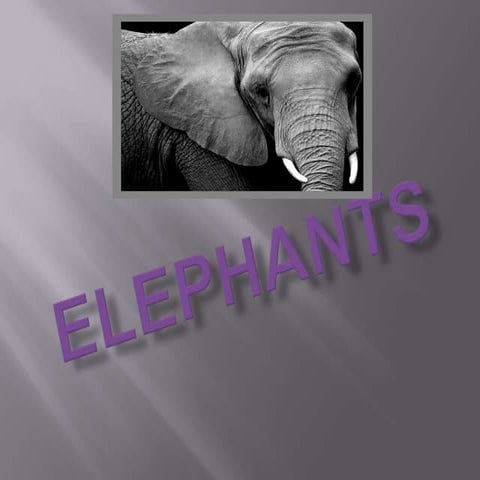 Elephants | PPT