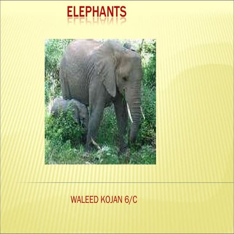 Elephants | PPT