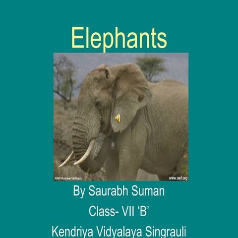 Elephants | PPT