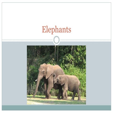 Elephants | PPT