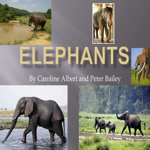 Elephants Ca And Pb | PPTX