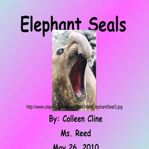 Elephant seals | PPT