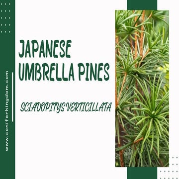 Elevating Elegance Japanese Umbrella Pines in Contemporary Landscapes.pdf