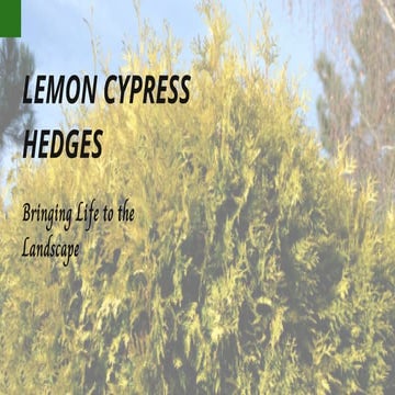 Embracing Lemon Cypress Hedges for Your Garden | PDF