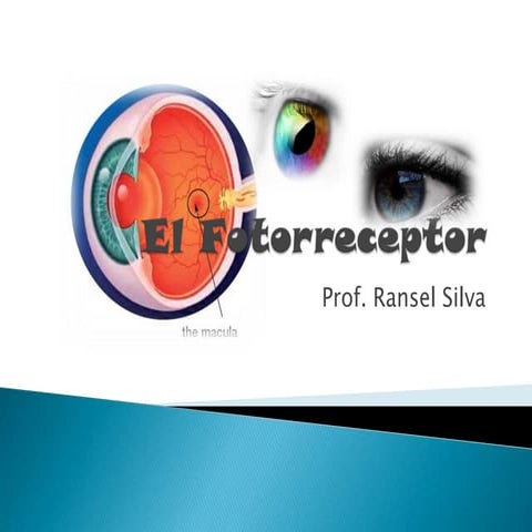 El fotorreceptor | PPTX