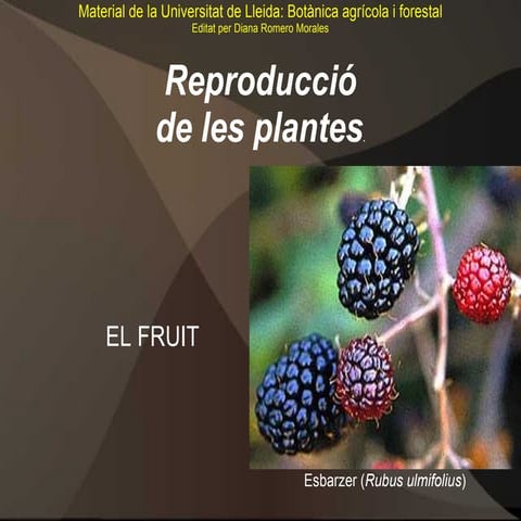 El fruit | PPT