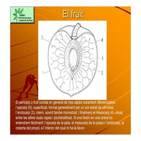 El fruit | PDF