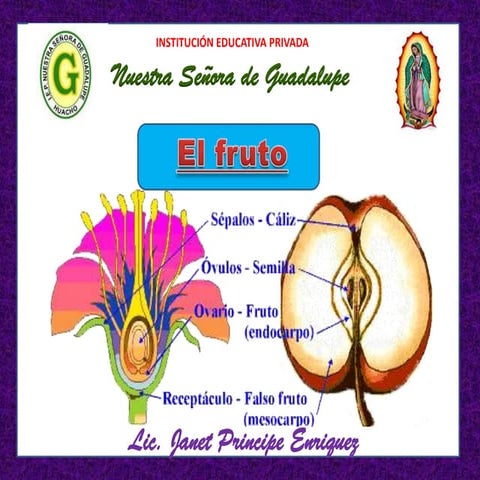 El fruto | PPTX