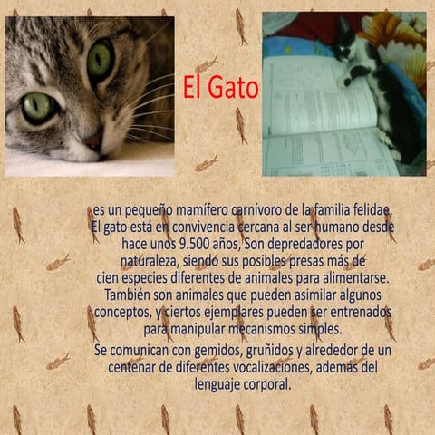 El Gato | PPTX