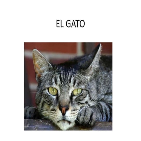 El gato | PPTX