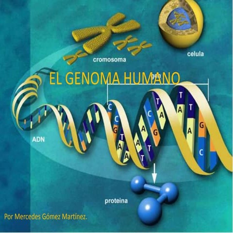 El genoma humano | PPTX