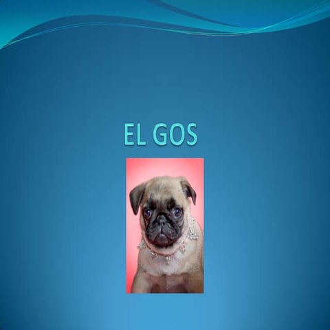 El gos | PPTX