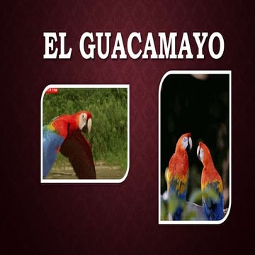 El guacamayo | PPTX
