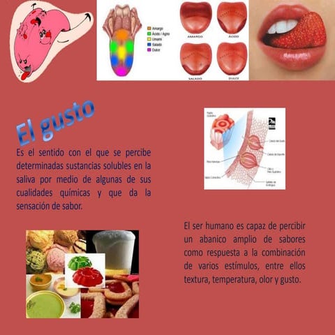 El gusto | PPTX