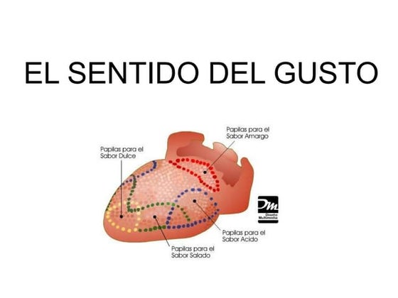 Diagrama Del Sentido Del Gusto Infografía Sentido Del Gusto