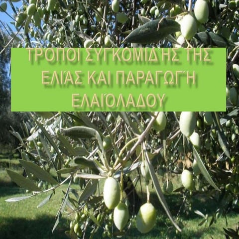 Τρόποι συγκομιδής της ελιάς και παραγωγή ελαιόλαδου | PPSX