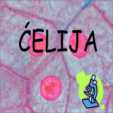 Gradja biljaka | PPTX