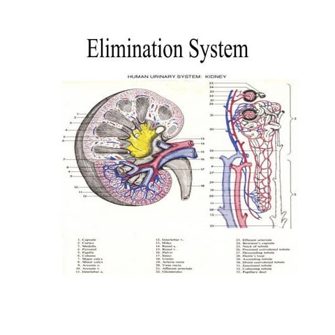 Elimination system (urinary) 26 june 2015 | PDF