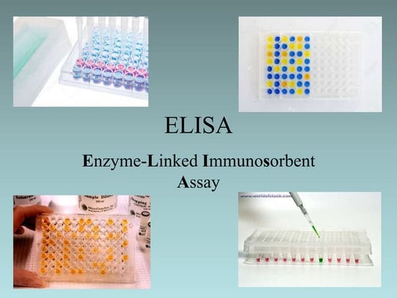 Comparison between monoclonal antibodies and polyclonal antibodies | PPTX