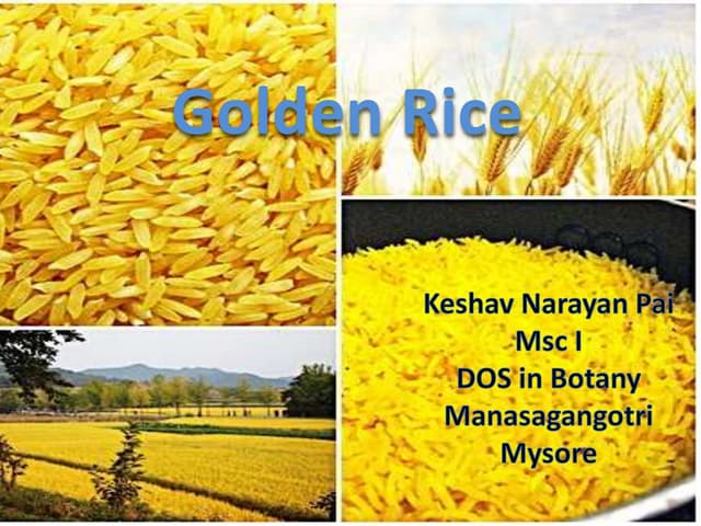 How Golden Rice is Made. | PPSX
