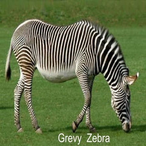 Grevy Zebra | PPT