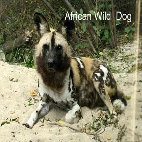 African Wild Dog | PPT | Dogs | Pets