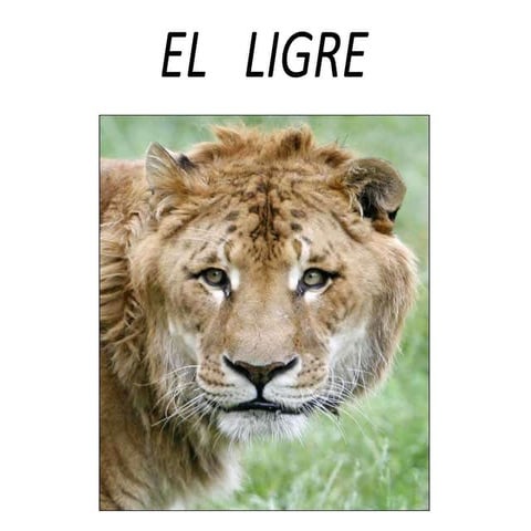 El ligre | PPTX