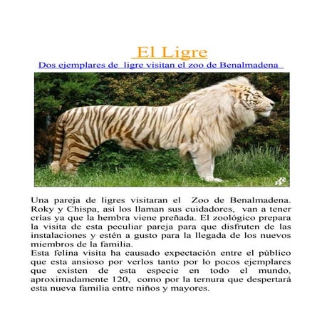 El ligre 1 | ODT