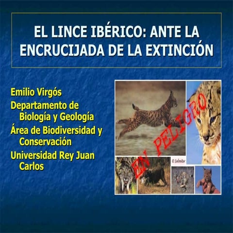 Presentación el lince ibérico | PPT