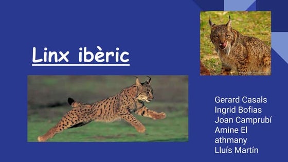 Aa mamifer linx ibèric | PPT