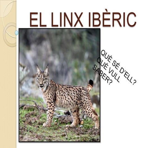El linx ibèric (coneixements previs) | PPSX