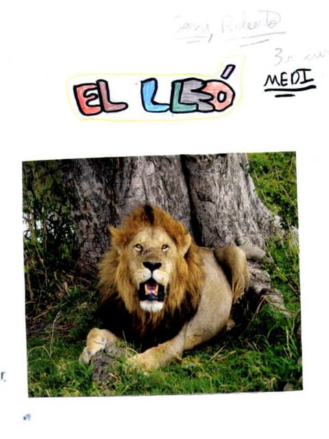 EL LLEÓ | PPT