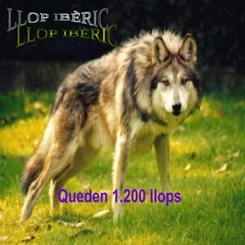 El Llop | PPT