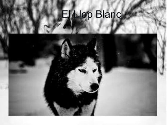 El llop | PPT
