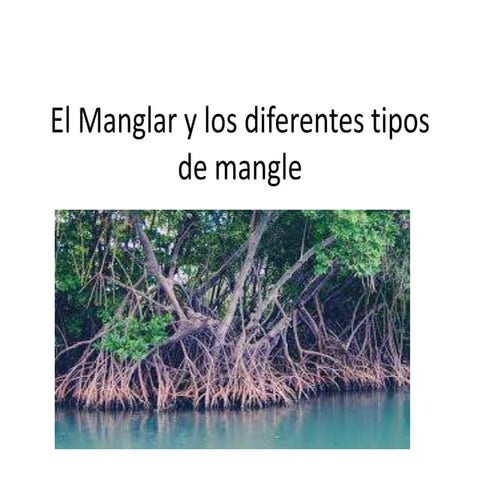 El manglar y los diferentes tipos de mangle | PPTX