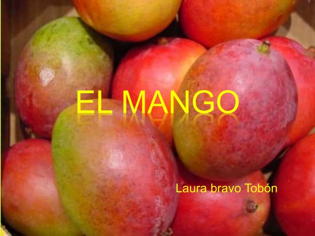 El mango, su historia y beneficios