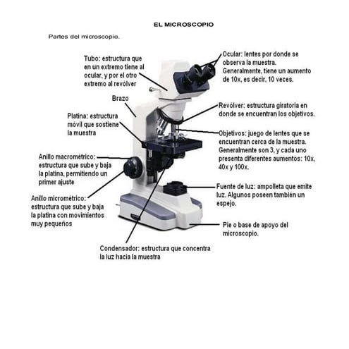 Hojas De Trabajo Sobre Microscopio Para La Escuela Secundaria MANUAL