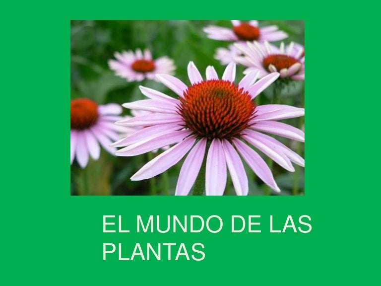 El mundo de las plantas