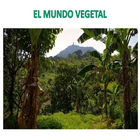El mundo vegetal | PPTX