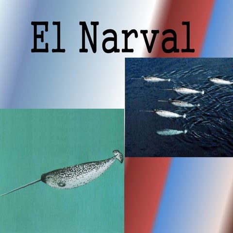 El narval | PPTX