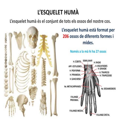 L'esquelet humà i tipus d'ossos | PPTX