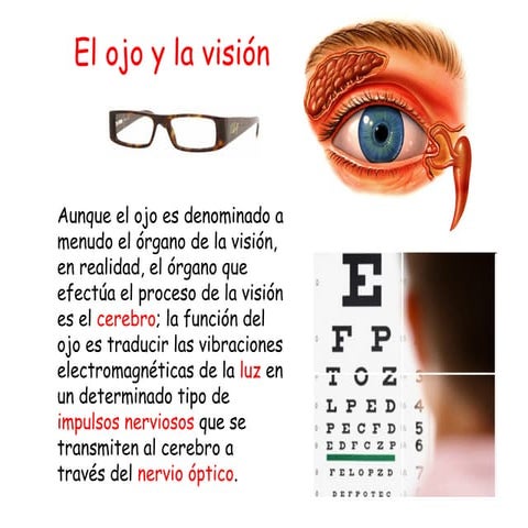 EL OJO Y LA VISION, ESTRUCTURA Y FUNCION | PPT