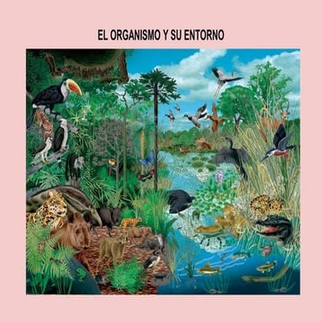 El organismo y su entorno2 | PPTX