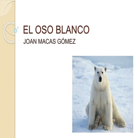 El oso polar | PPTX