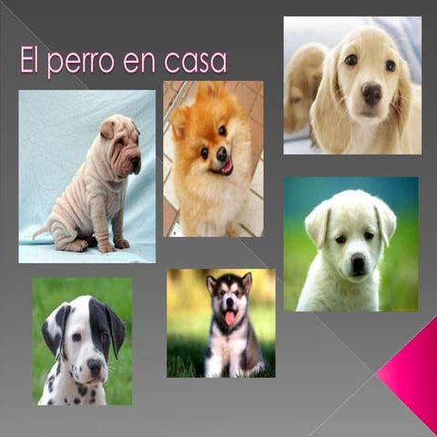 Bulldog frances | PDF