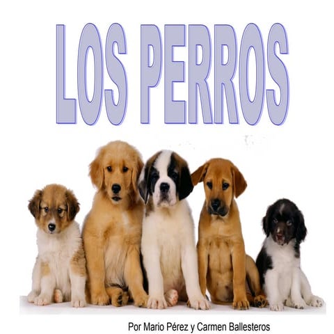 El perro pp | PPT