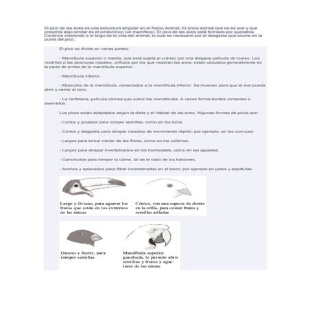 El pico de las aves es una estructura singular en el reino animal | PDF