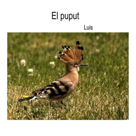 El puput | PPT